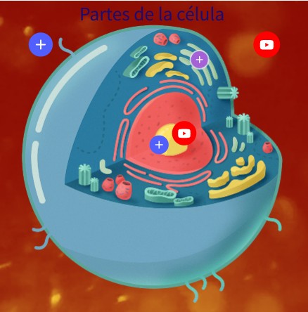 Imagen interactiva_Producto-Diplomado | Genially