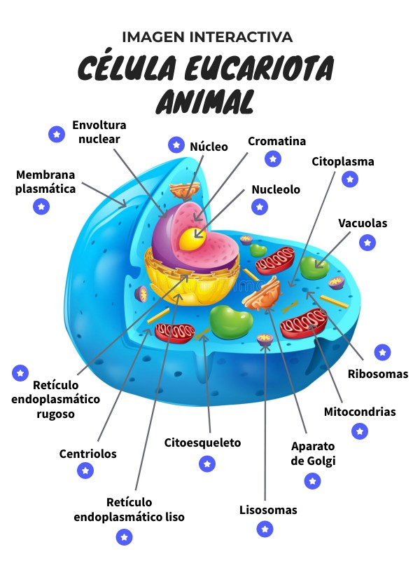 Imagen interactiva_Célula eucariota animal | Genially