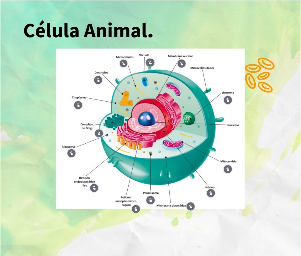 Imagen interactiva Joselin Castro | Genially