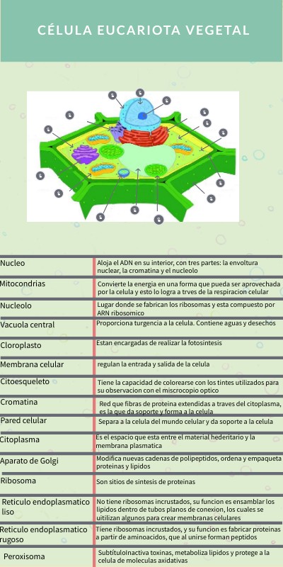 INFO VERTICAL CÉLULAS | Genially
