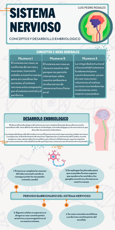 Sistema nervioso, conceptos y desarrollo embriologico