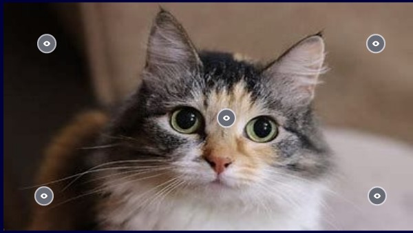 Gatitos