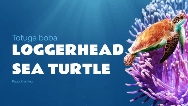 PRESENTACIÓN TORTUGA BOBA | Genially