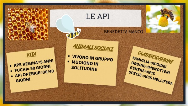 LA VITA DELLE API
