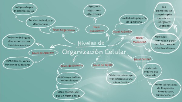 Niveles de Organizacion Celular | Genially