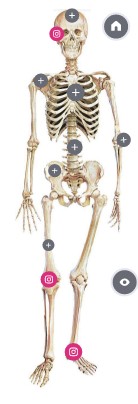 L'apparato locomotore | Genially