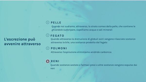 Apparato renale | Genially