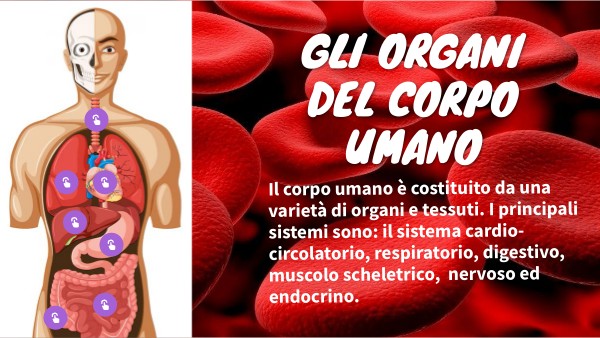 GLI ORGANI DEL CORPO UMANO