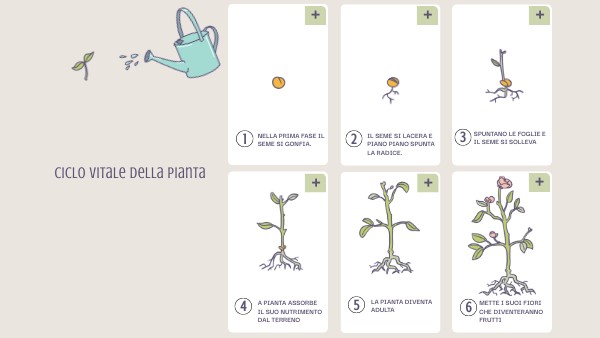 Il ciclo della pianta | Genially