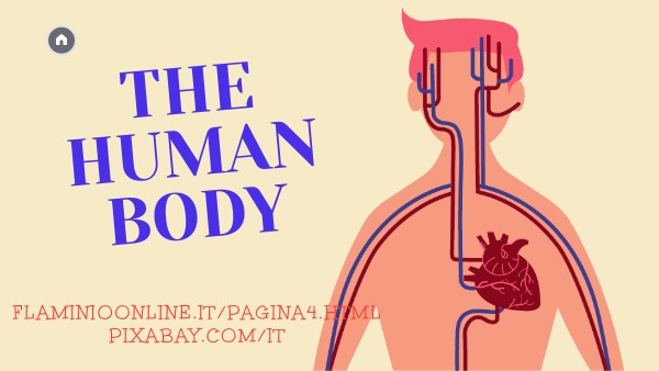 HUMAN BODY PRESENTATION