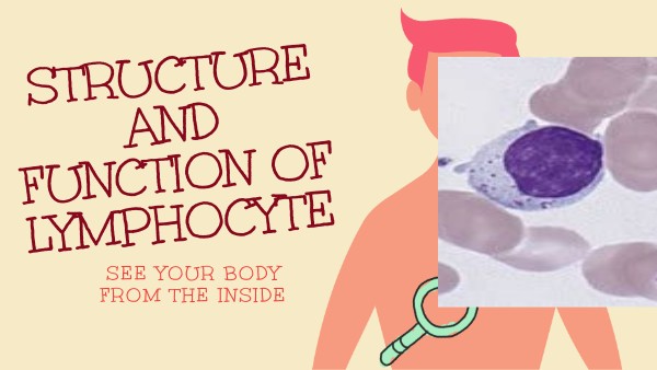 Lymphocytes