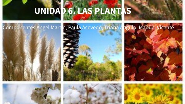UNIDAD 6. LAS PLANTAS