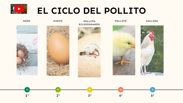 Ciclo del pollito