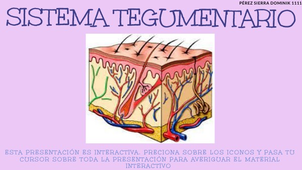 Sistema Tegumentario La Piel O Sistema Tegumentario