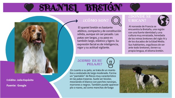 SPANIEL BRETON | Genially