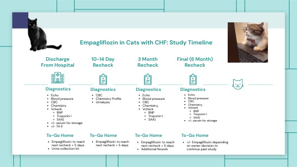 Empagliflozin Feline CHF Study Timeline | Genially