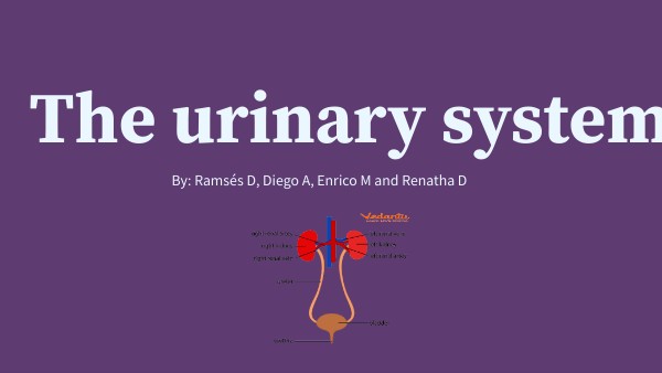 Urinary system