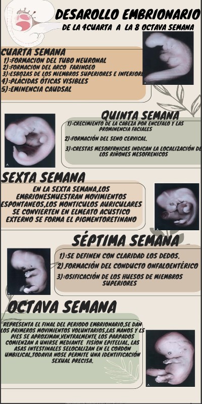 Infografía desarrollo embrionario | Genially