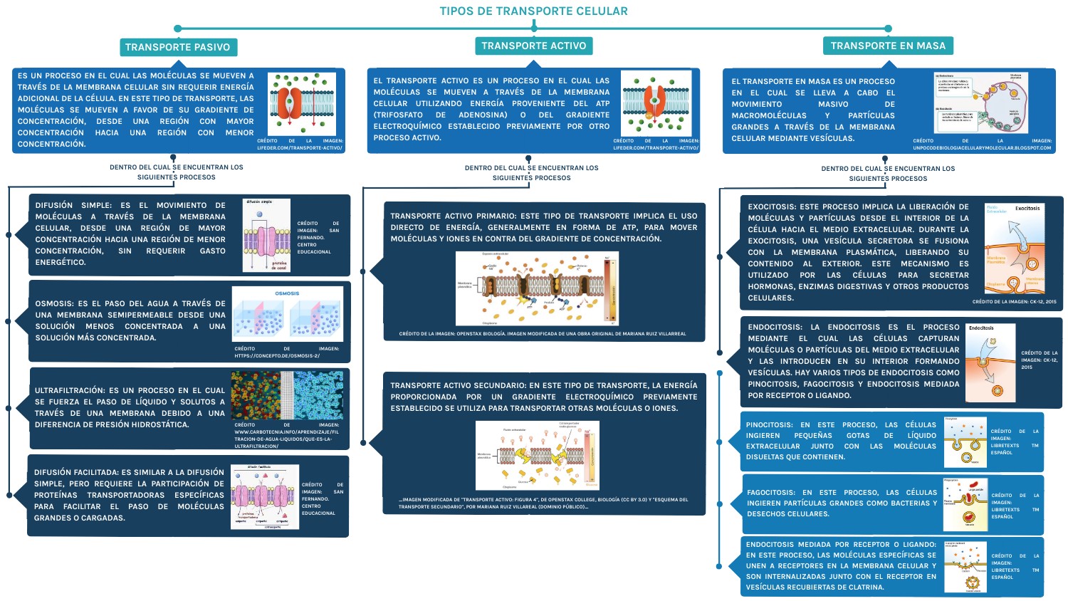 Mapa Conceptual - Tipos de Transporte celular | Genially