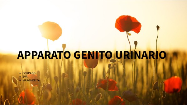 apparto genito urinario
