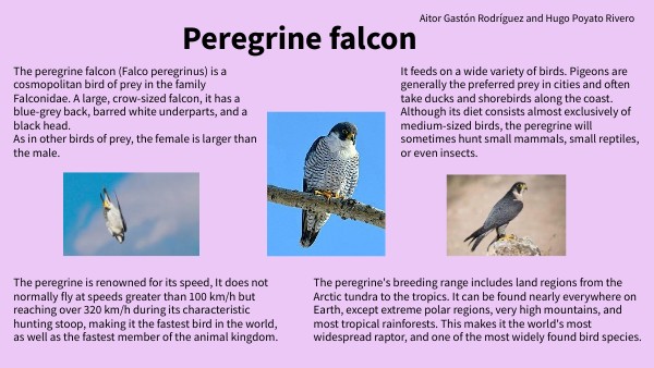 Peregrine falcon