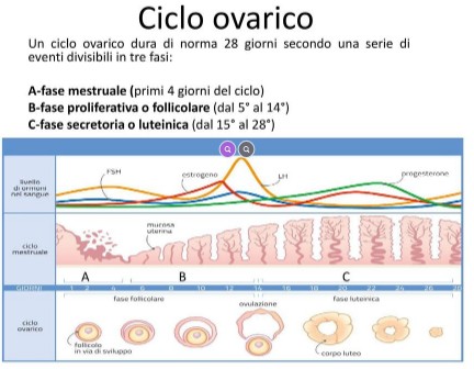 Ciclo ovarico e mestruale | Genially