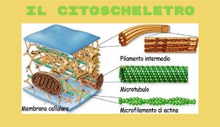 Il Citoscheletro