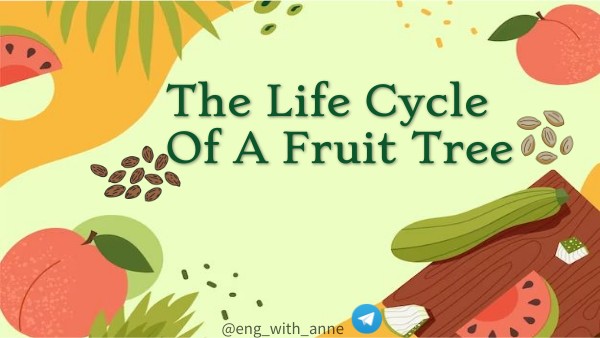 The life cycle of a tree | Genially