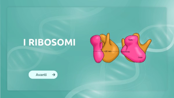 Ribosomi