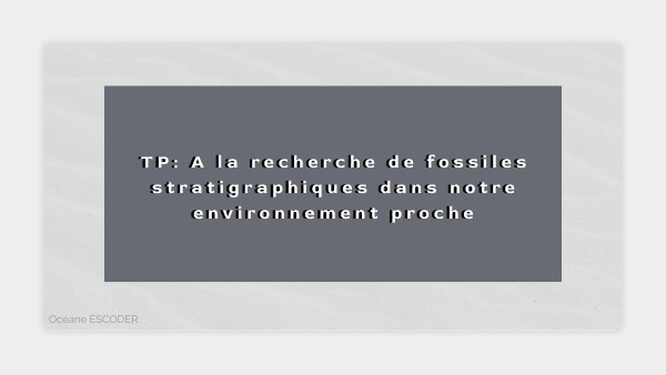 TP: A la recherche de fossiles stratigraphiques dan