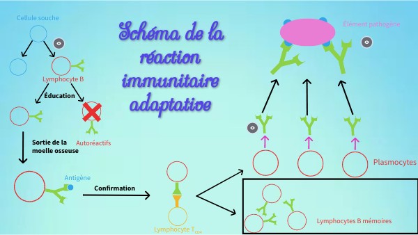 Schéma de la réaction immunitaire adaptative | Genially