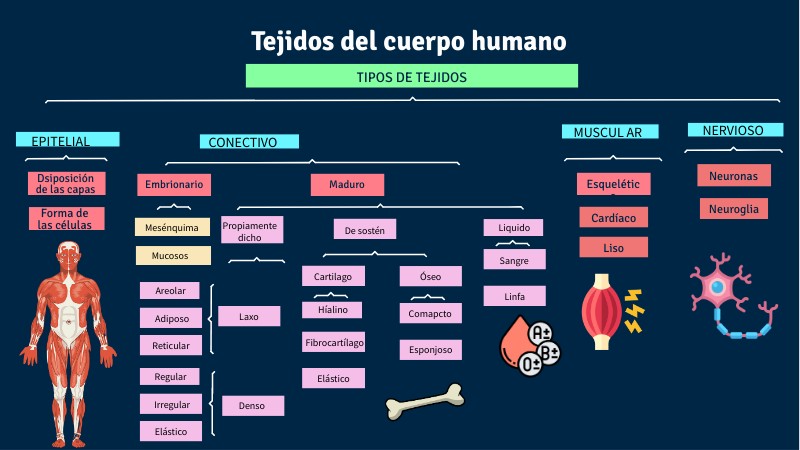 MAPA CONCEPTUAL TEJIDOS - Tayde | Genially