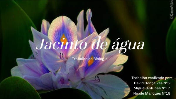 SPRING DOSSIER | Genially