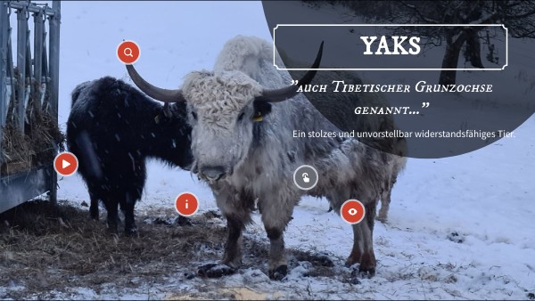 Yaks | Genially