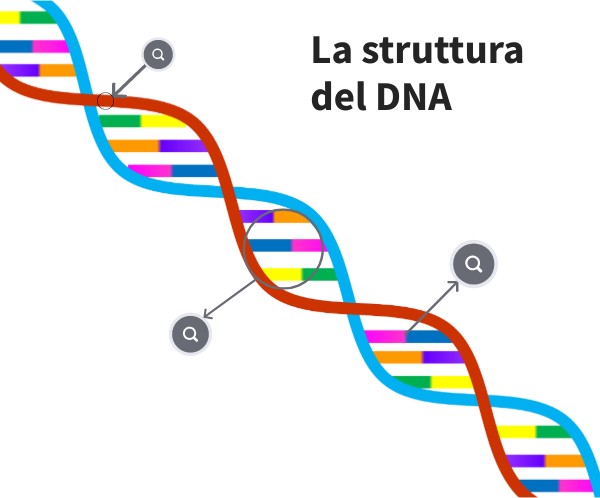 La struttura del DNA