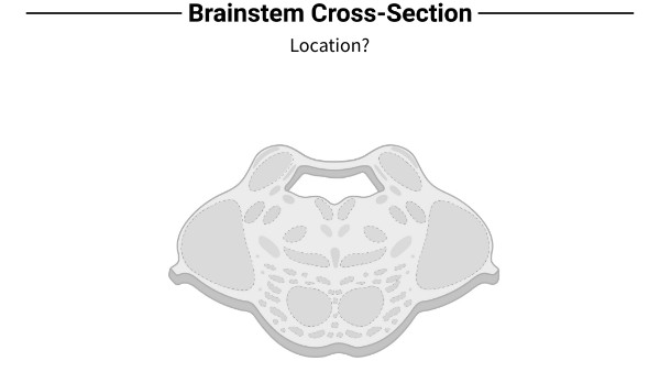 Brainstem Anatomy Sections