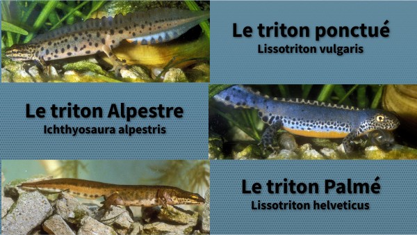 Les tritons | Genially