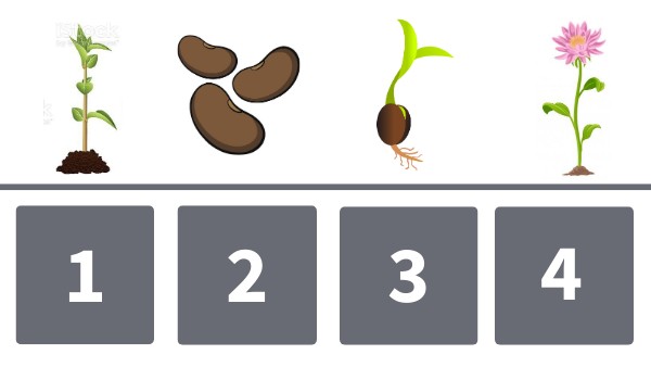 Spring Sequencing/ Grow a Plant Song