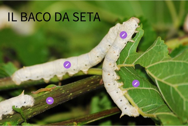Il baco da seta | Genially