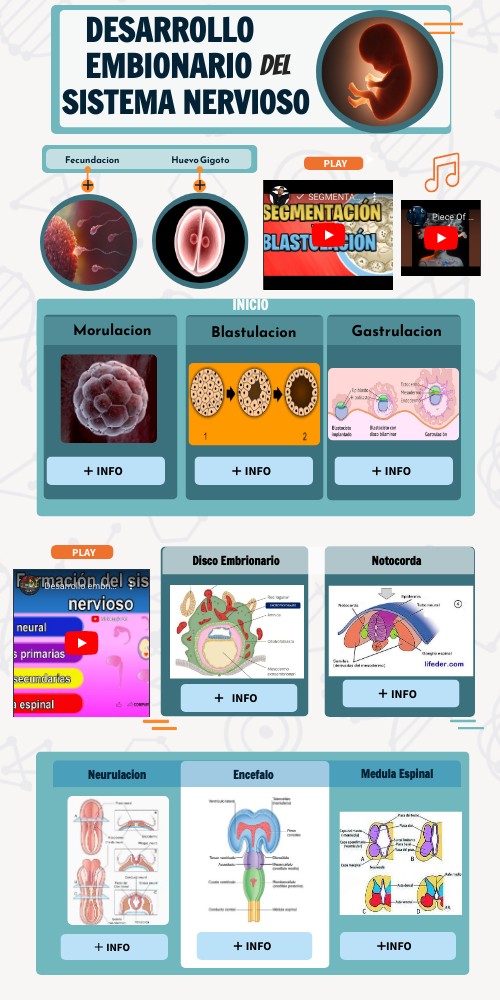 S.N. Embrionario | Genially