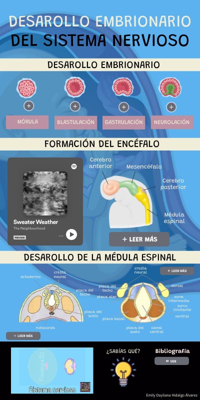 Desarrollo embrionario del sistema nervioso | Genially