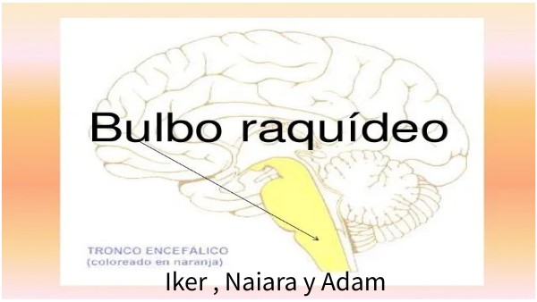 bulbo raquideo | Genially
