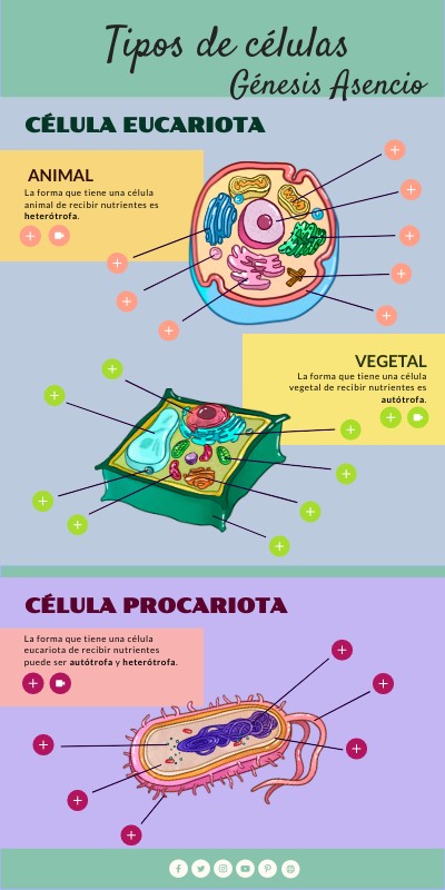 Clasificación de las células. Infografía interactiva | Genially