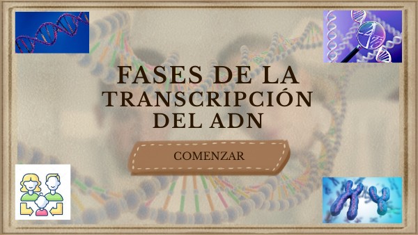 FASES DE LA TRANSCRIPCIÓN DEL ADN