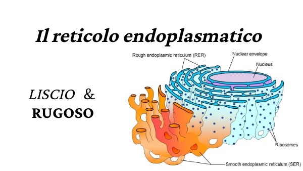 Reticolo endoplasmatico | Genially
