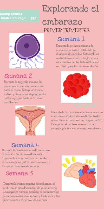 semanas de gestación | Genially