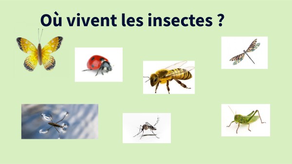 Les insectes | Genially