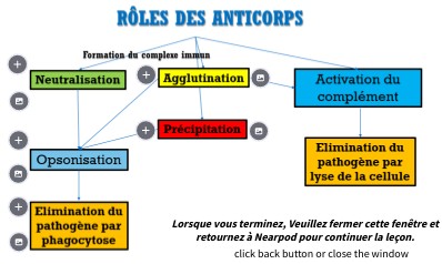 Carte conceptuelle 1 interactive: Rôles des anticorps