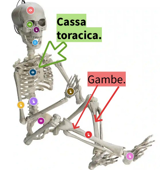 Scheletro.