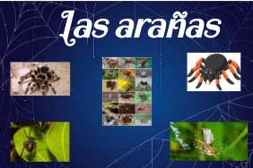 Las arañas | Genially